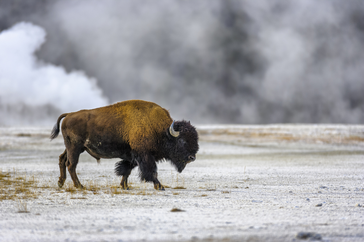 Bison — back where they belong - Writers On The Range