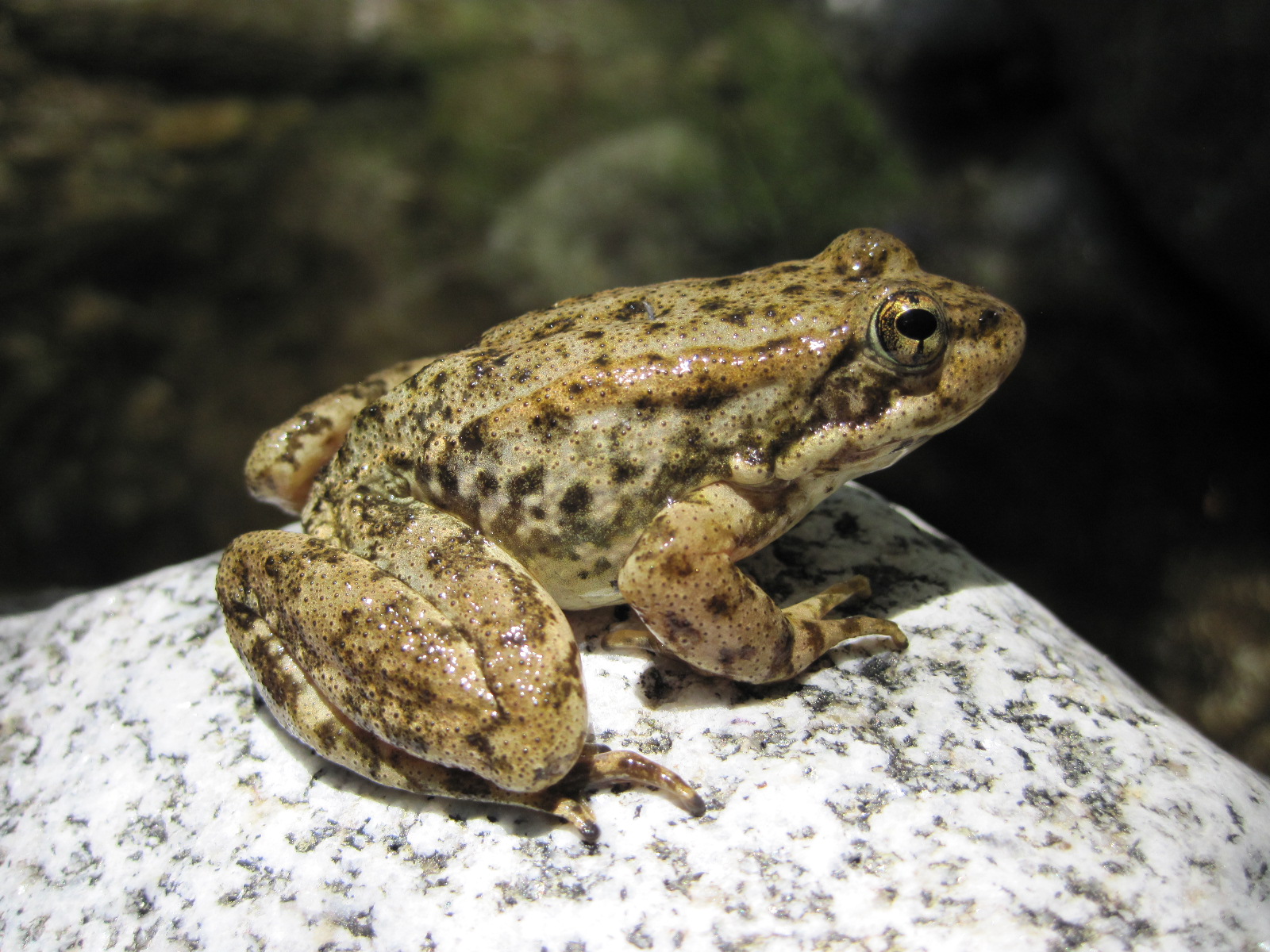 Killing fish to save frogs - Writers On The Range