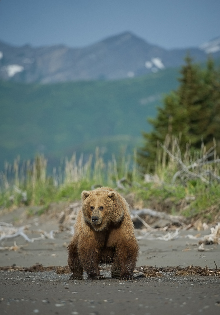 Alaska needs to value its live bears - Writers On The Range