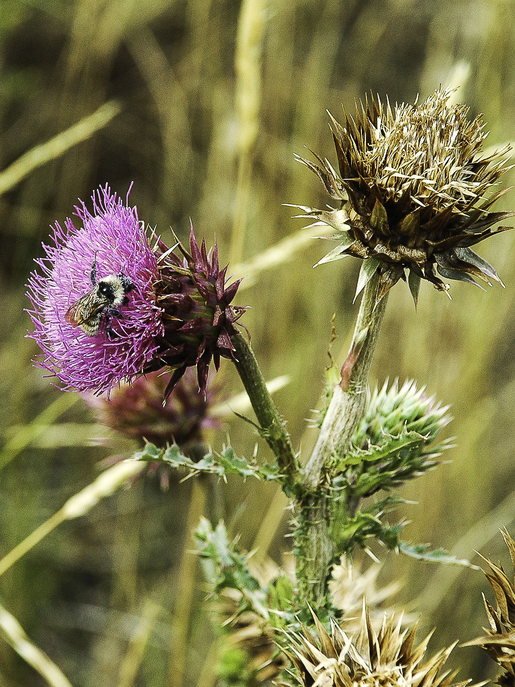 Pulling thistles, sowing hope - Writers On The Range