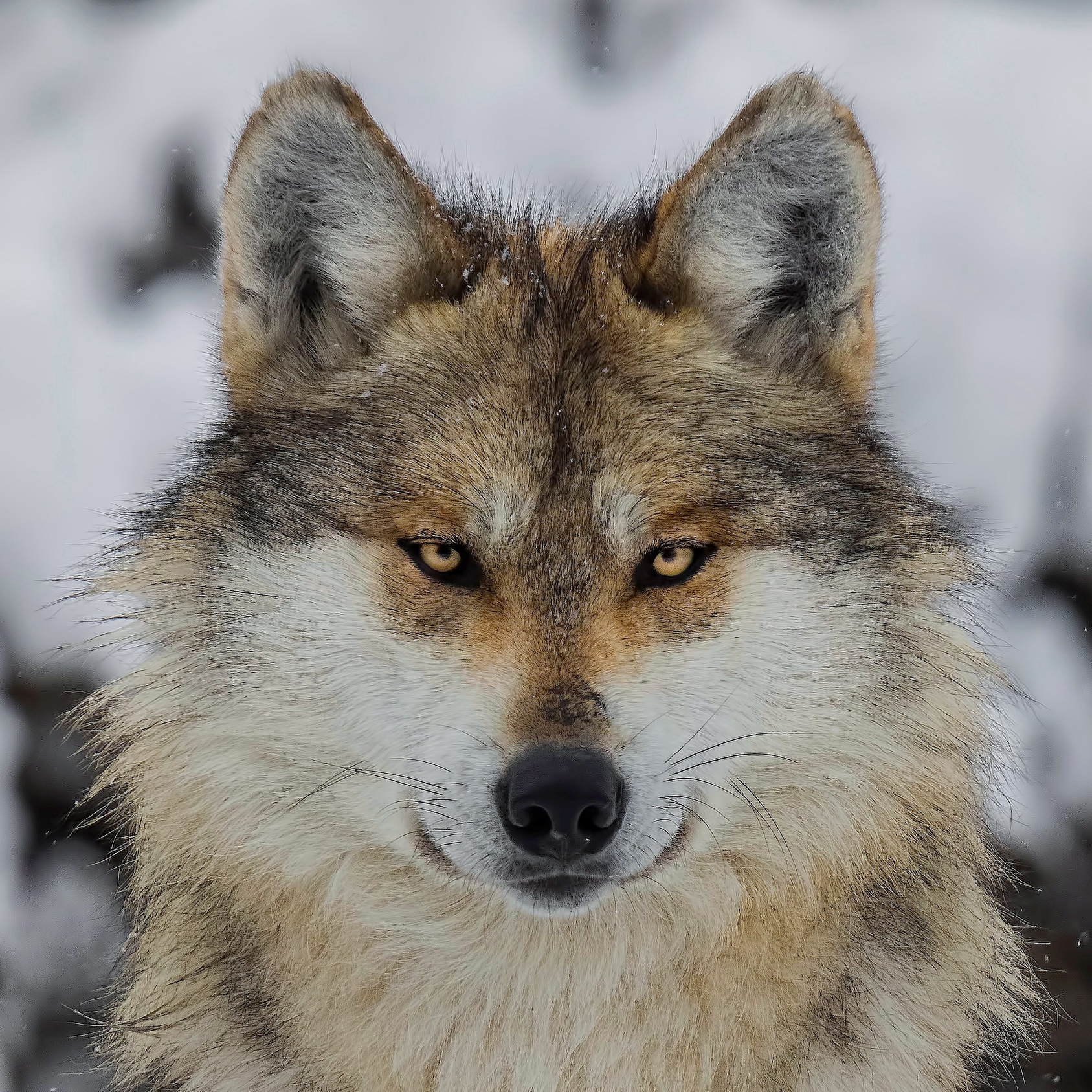 Rare wolf faces hard road to recovery - Writers On The Range